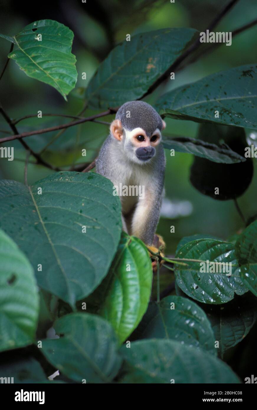 BRAZIL, MANAUS, SQUIRREL MONKEY Stock Photo - Alamy