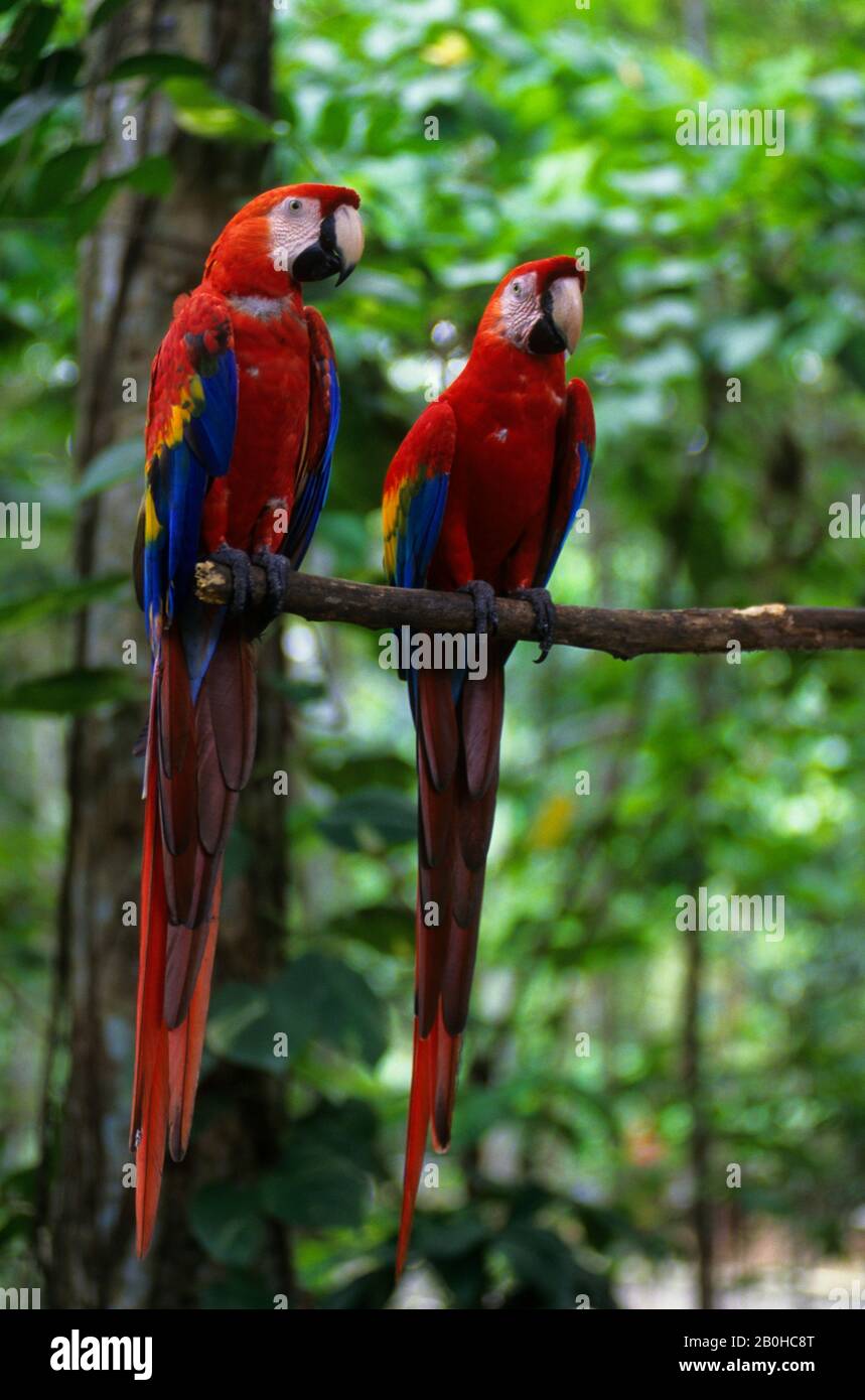BRAZIL, MANAUS, SCARLET MACAWS Stock Photo - Alamy