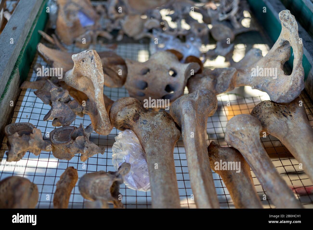 Archaeology Human Bones