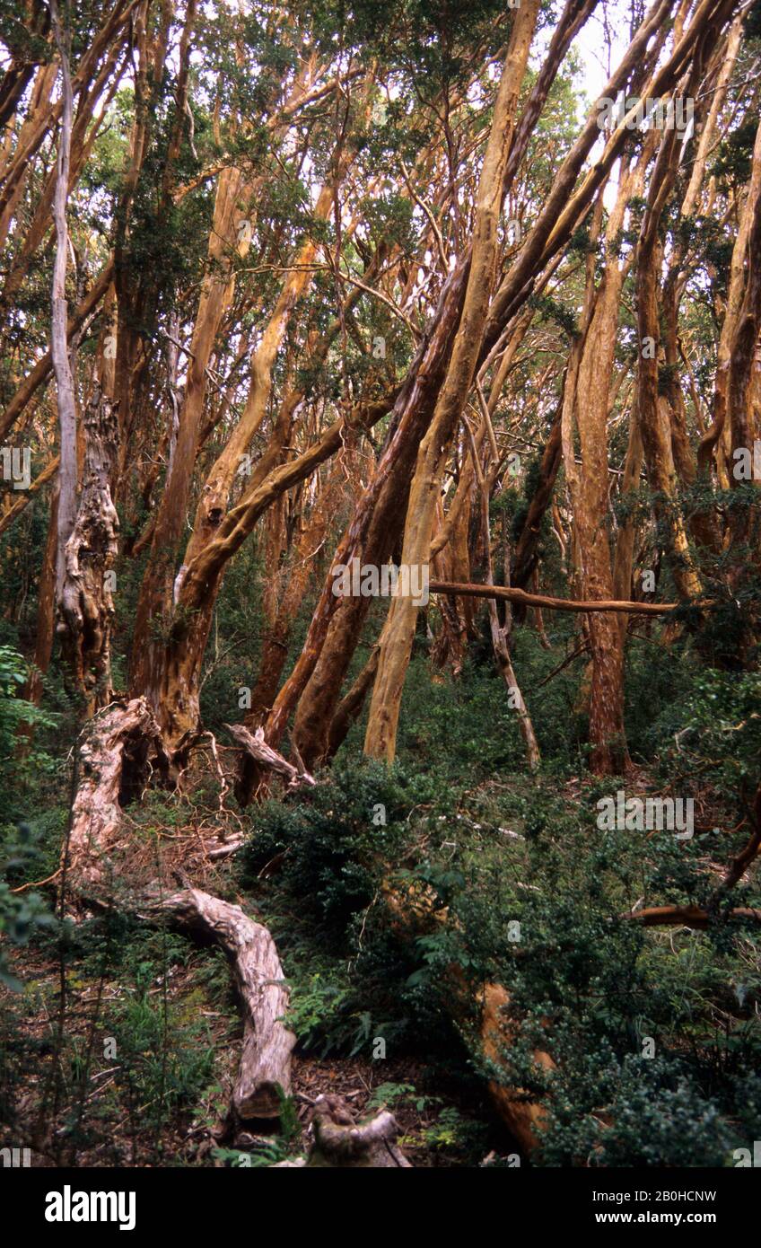 ARGENTINA, NEAR BARILOCHE, LAKE NAHUEL HUAPI, QUETRIHUE PENINSULA ...