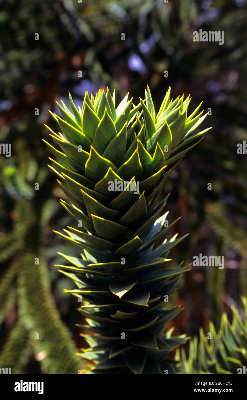 Isla victoria bariloche hi-res stock photography and images - Alamy