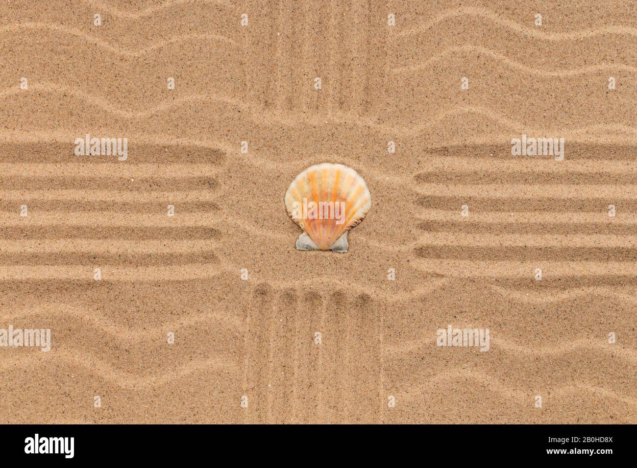Seashell with lines hi-res stock photography and images - Alamy