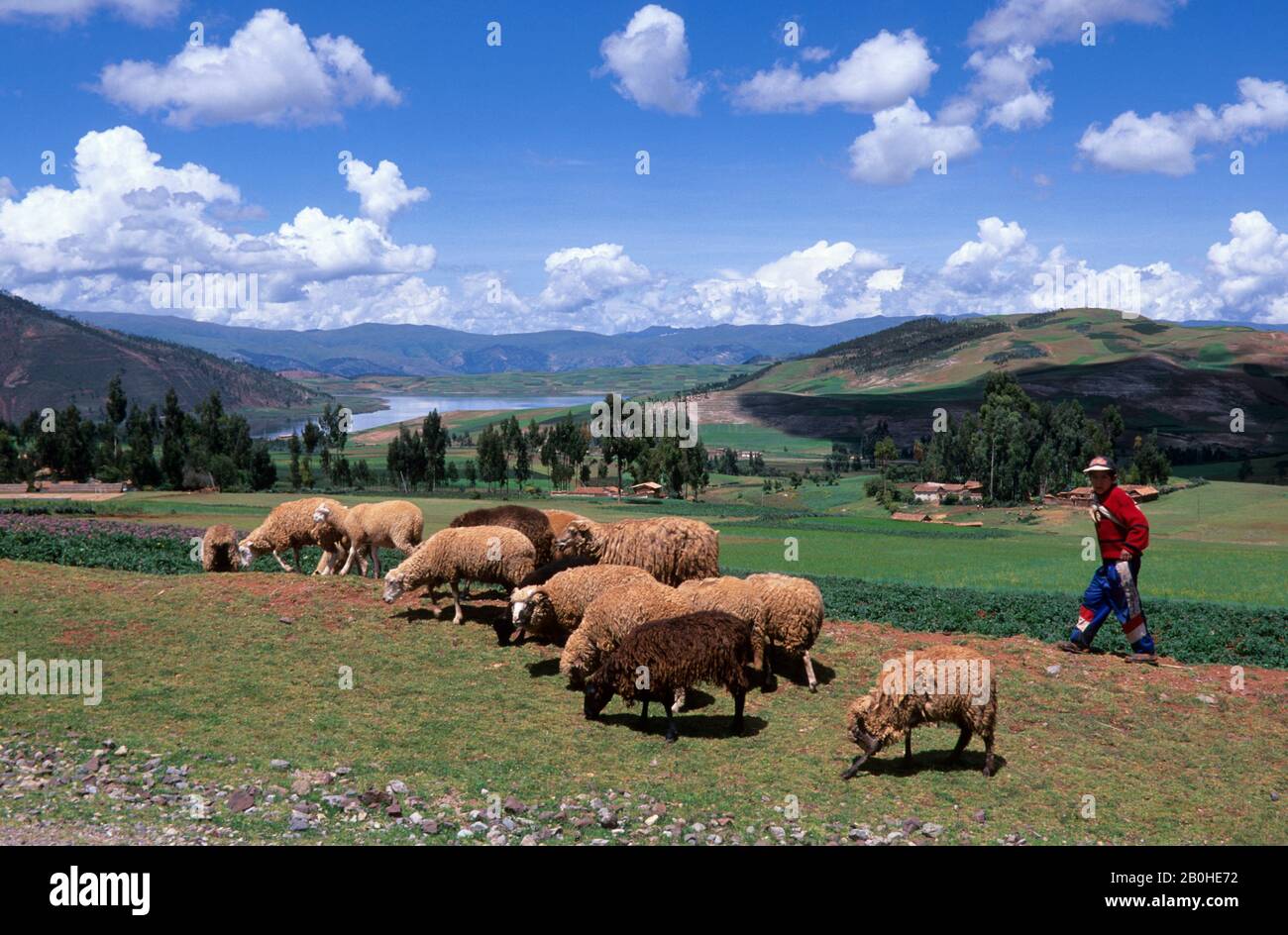 PERU, NEAR CUZCO, BOY HERDING SHEEP Stock Photo - Alamy