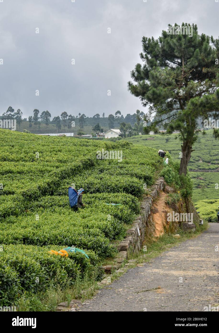 Adam's bridge sri lanka hi-res stock photography and images - Alamy