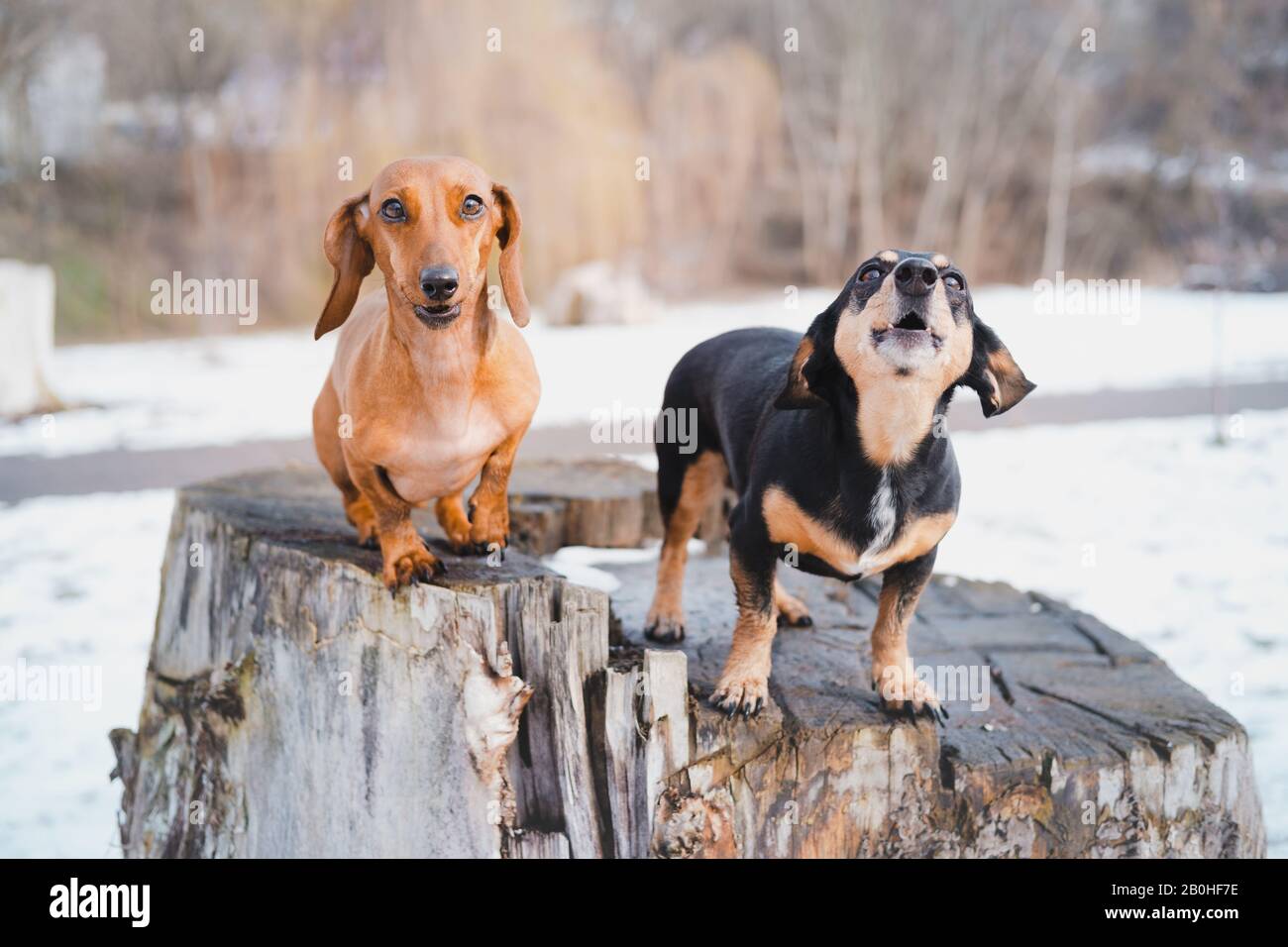 Two cute dachshund dogs bark outdoors. Portrait of lovely dogs at a ...