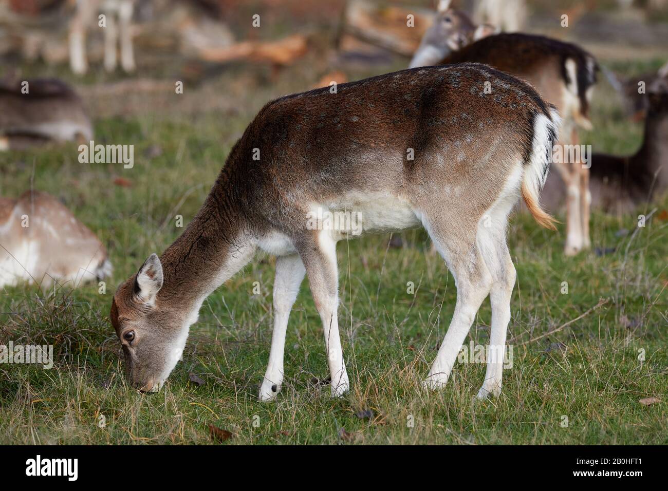 Young fallow deer female Stock Photo - Alamy