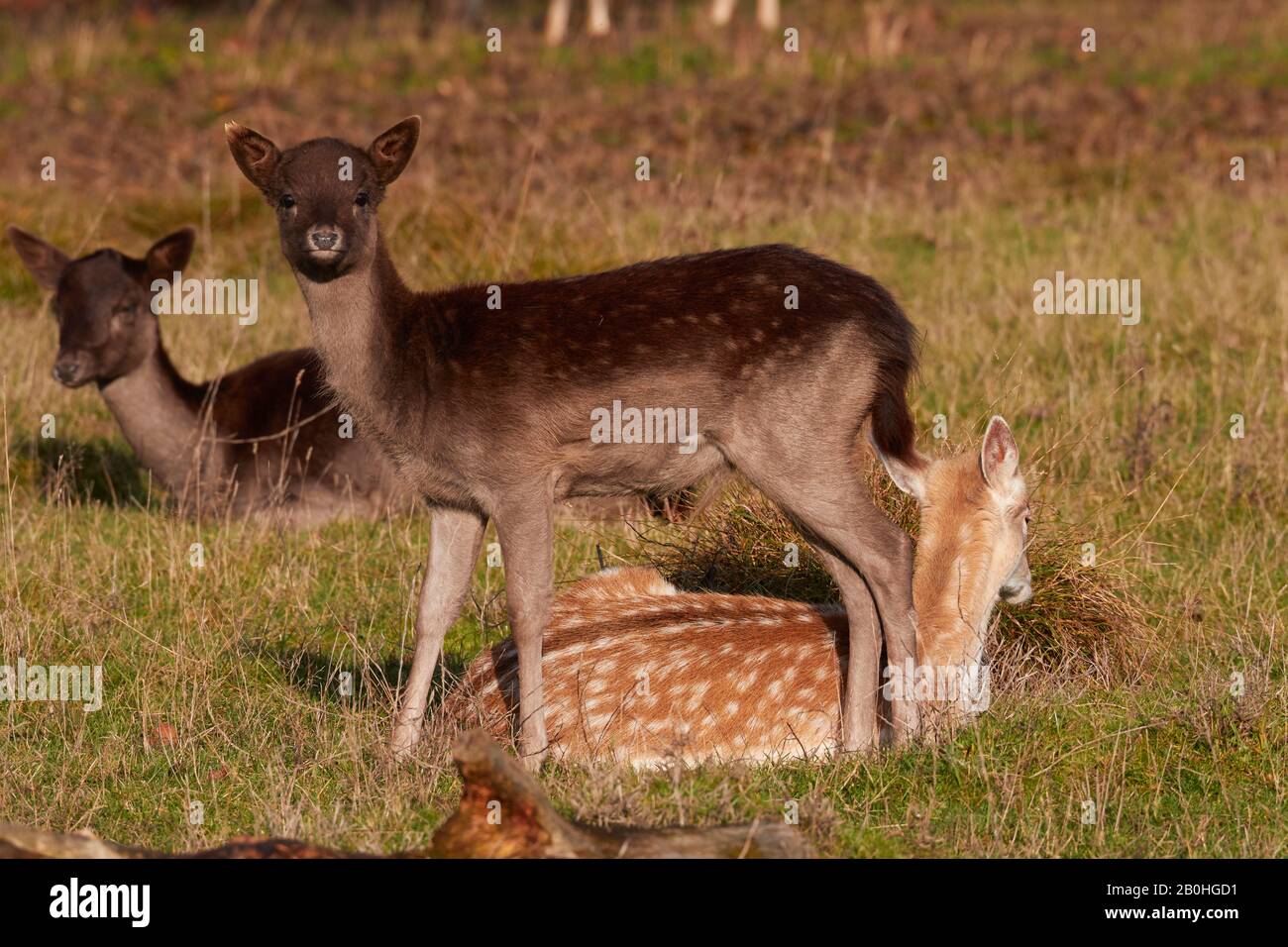 Young fallow deer female Stock Photo - Alamy