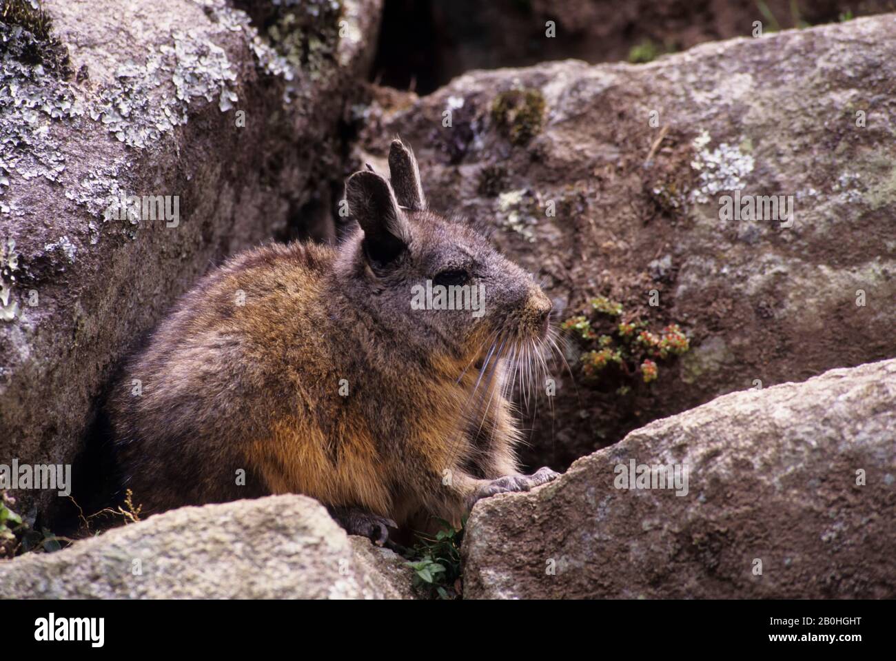 PERU, SACRED VALLEY, MACHU PICCHU, VIZCACHA (RODENT Stock Photo - Alamy