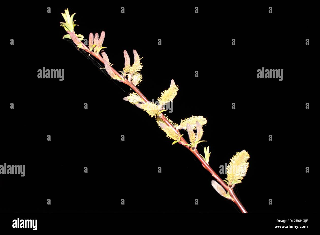 Chinese weeping willow hi-res stock photography and images - Alamy