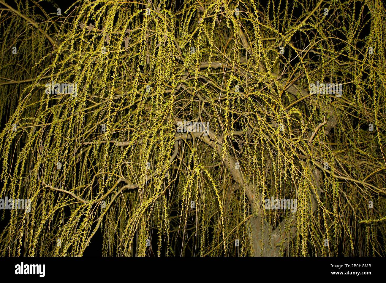 Close up weeping willow on black background – Royalty Free Stock photo ...