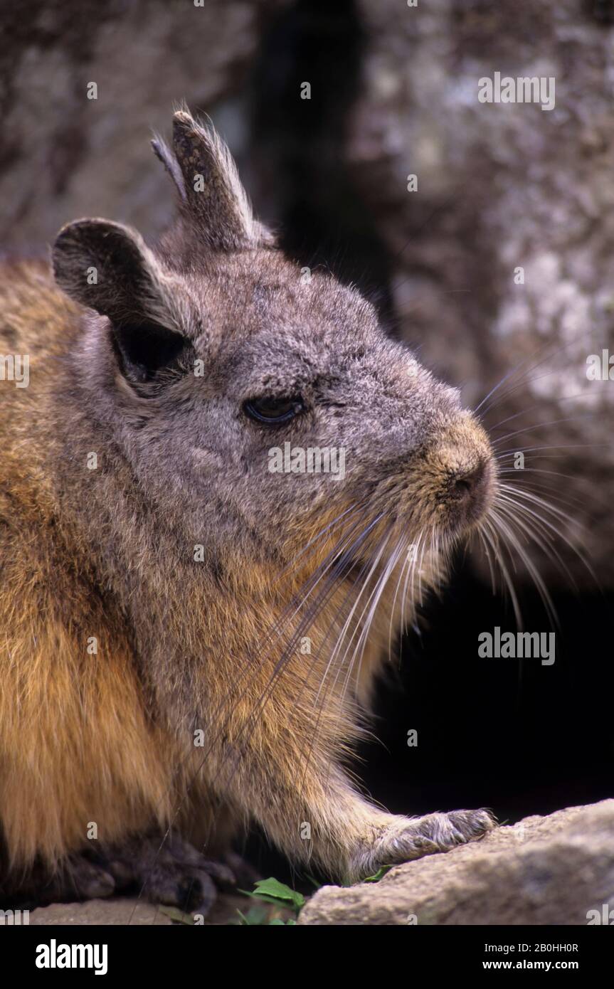 PERU, SACRED VALLEY, MACHU PICCHU, VIZCACHA (RODENT Stock Photo - Alamy