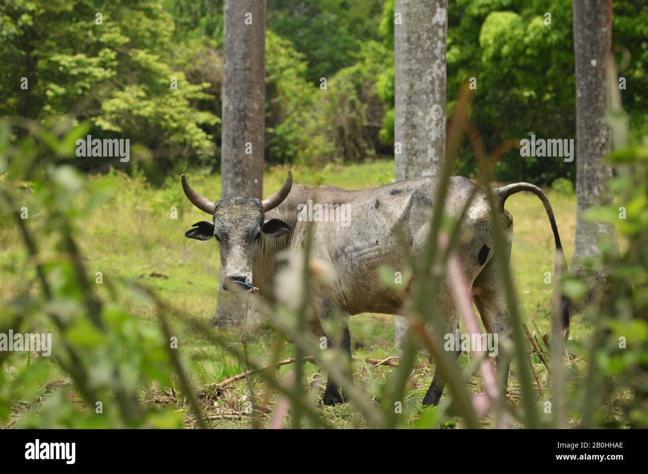 Local cattle race in Guisa municipality, Granma province, southern Cuba ...