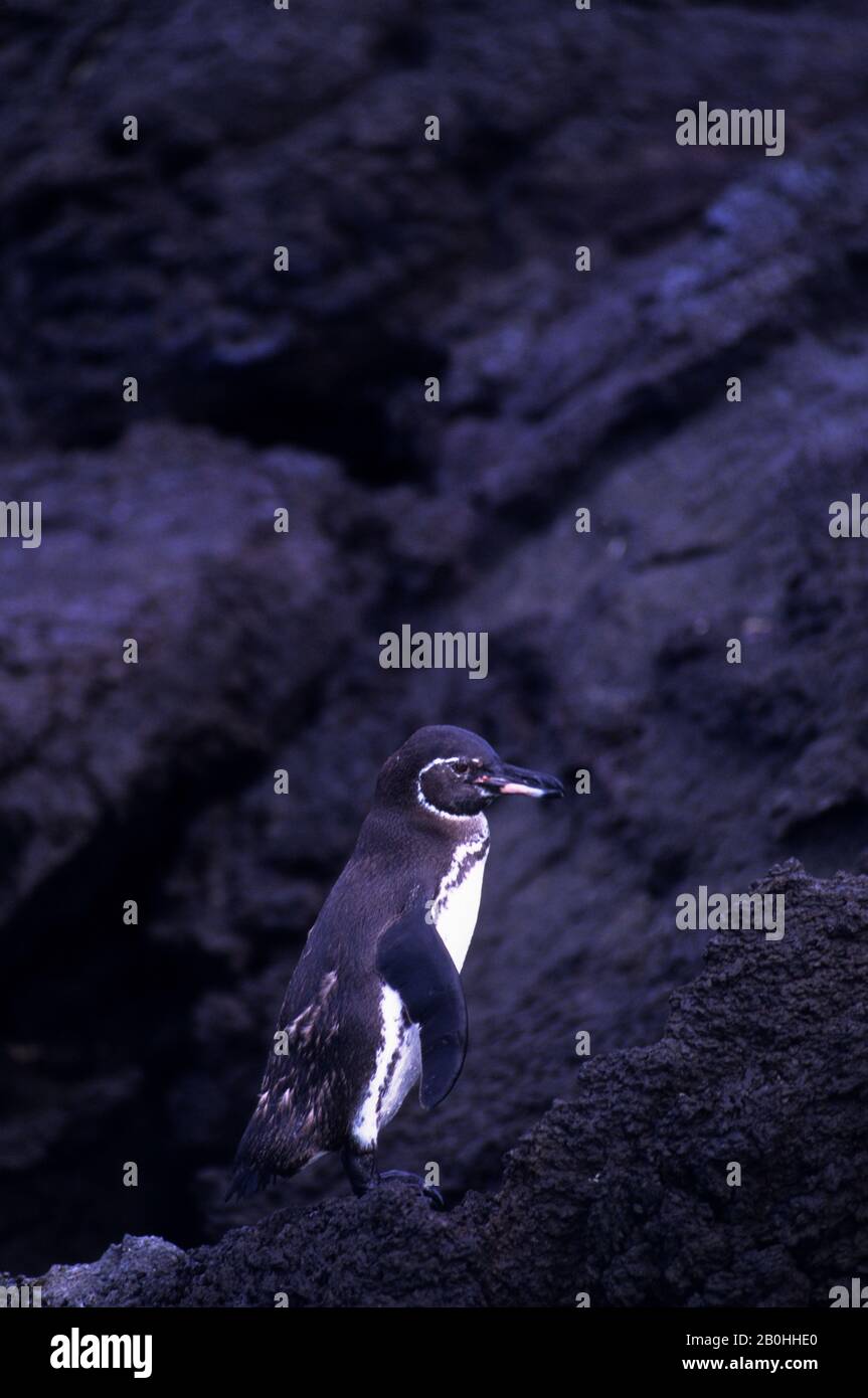 SOUTH AMERICA, ECUADOR, GALAPAGOS ISLAND, FERNANDINA ISLANDS, GALAPAGOS ...