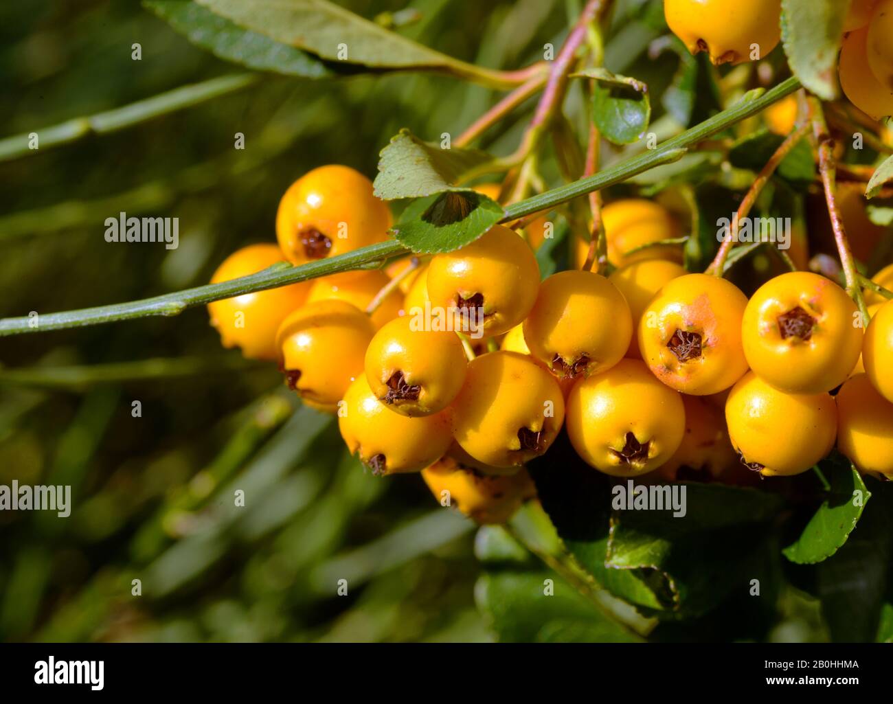 Super close up fruits hi-res stock photography and images - Alamy