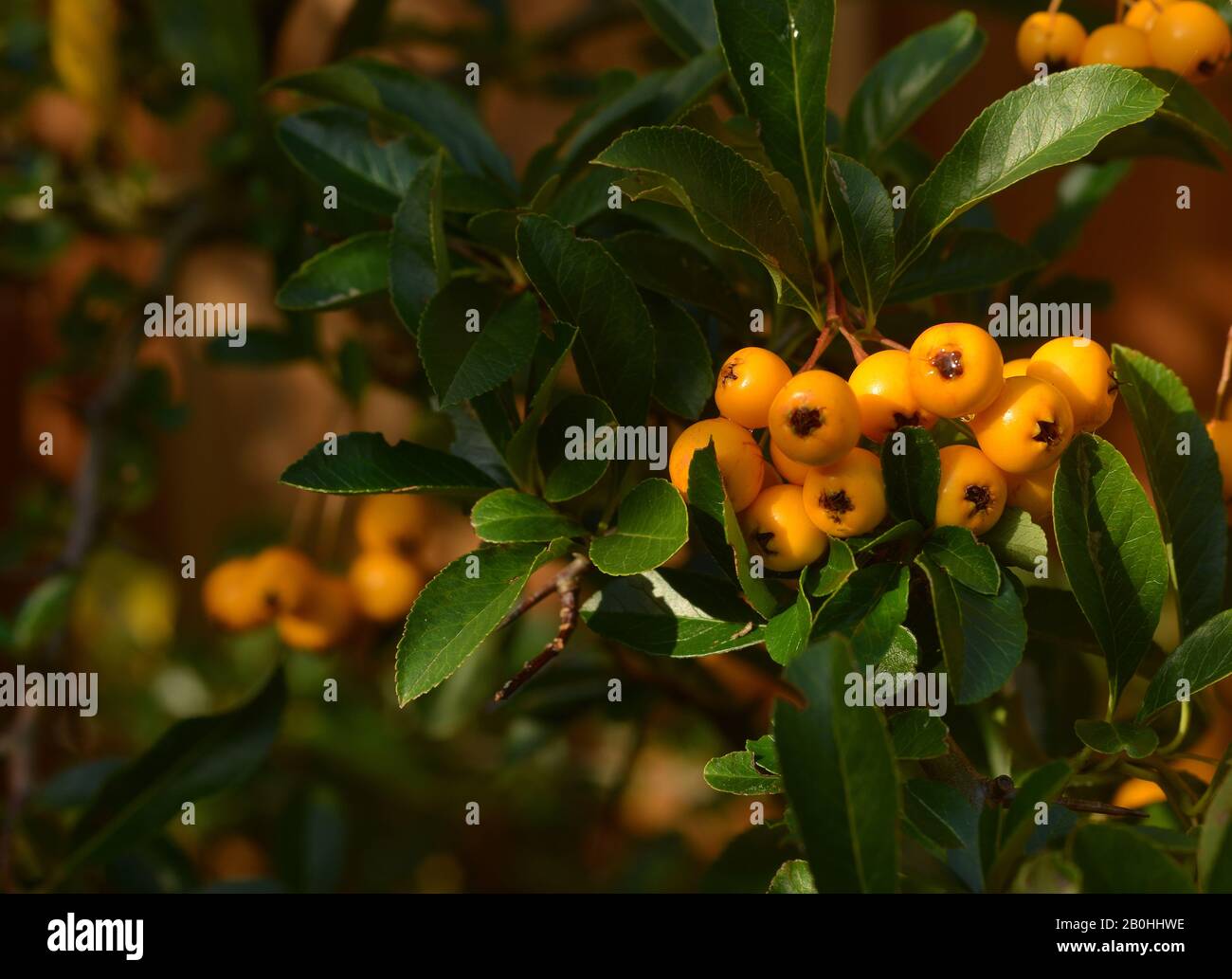 Sea buckthorn bush in autumn with orange colored fruits of sallow thorn ...