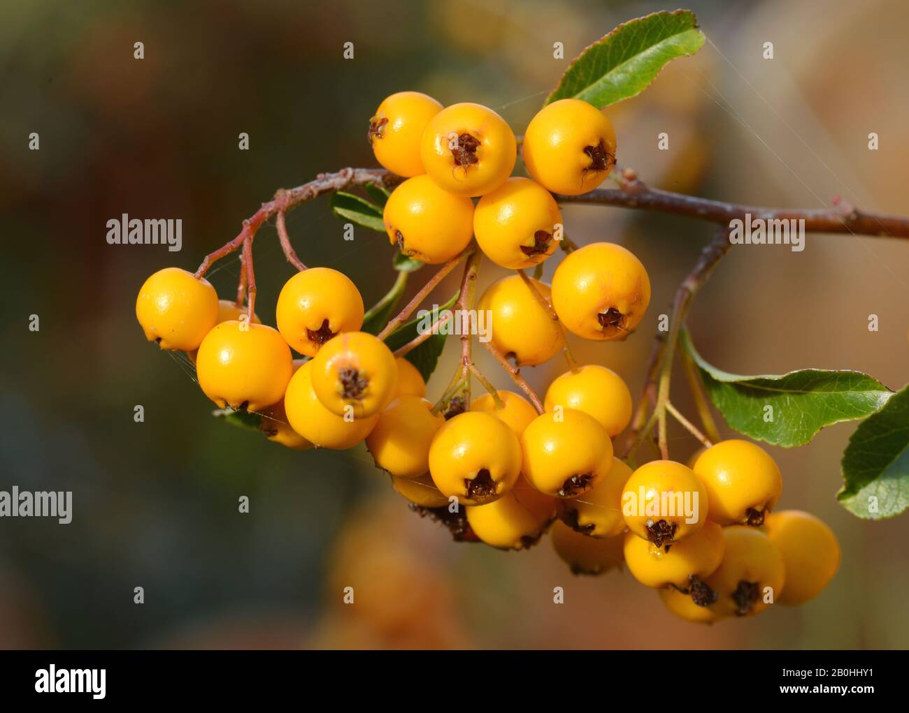 Beautiful seabuck thorn fruits in autumn Stock Photo - Alamy