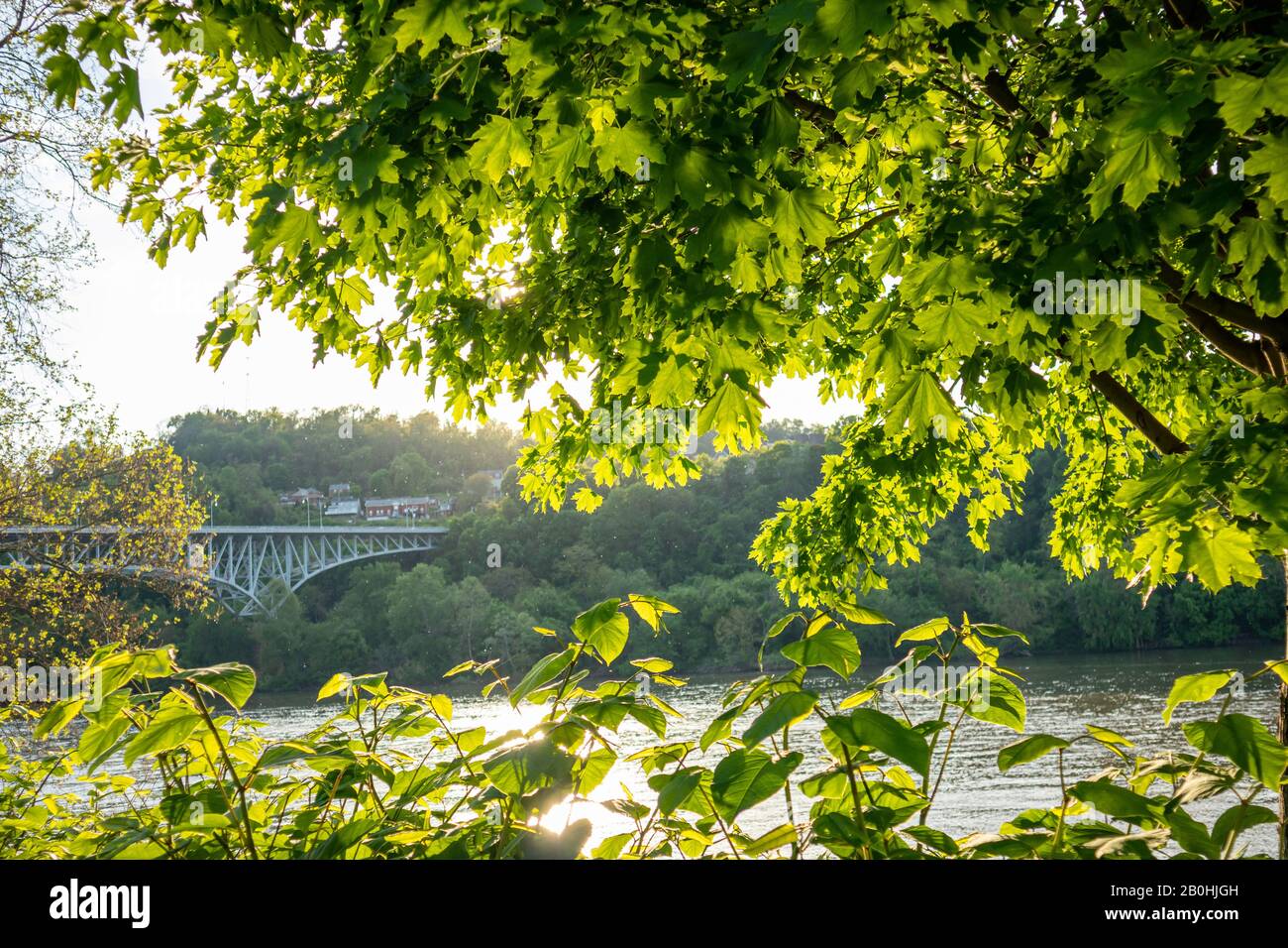 Sun over the river behind green tree folliage, springtime. A place for ...