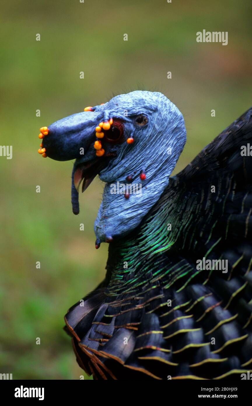 GUATEMALA, TIKAL, RAINFOREST, OCELLATED TURKEY (MELEAGRIS OCELLATA ...