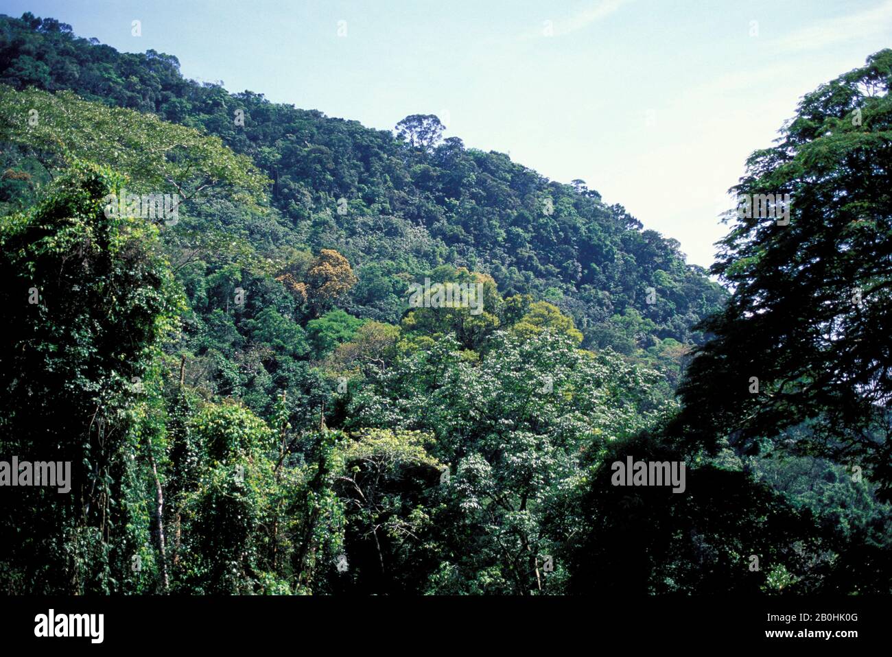Brazil coastal forest hi-res stock photography and images - Alamy