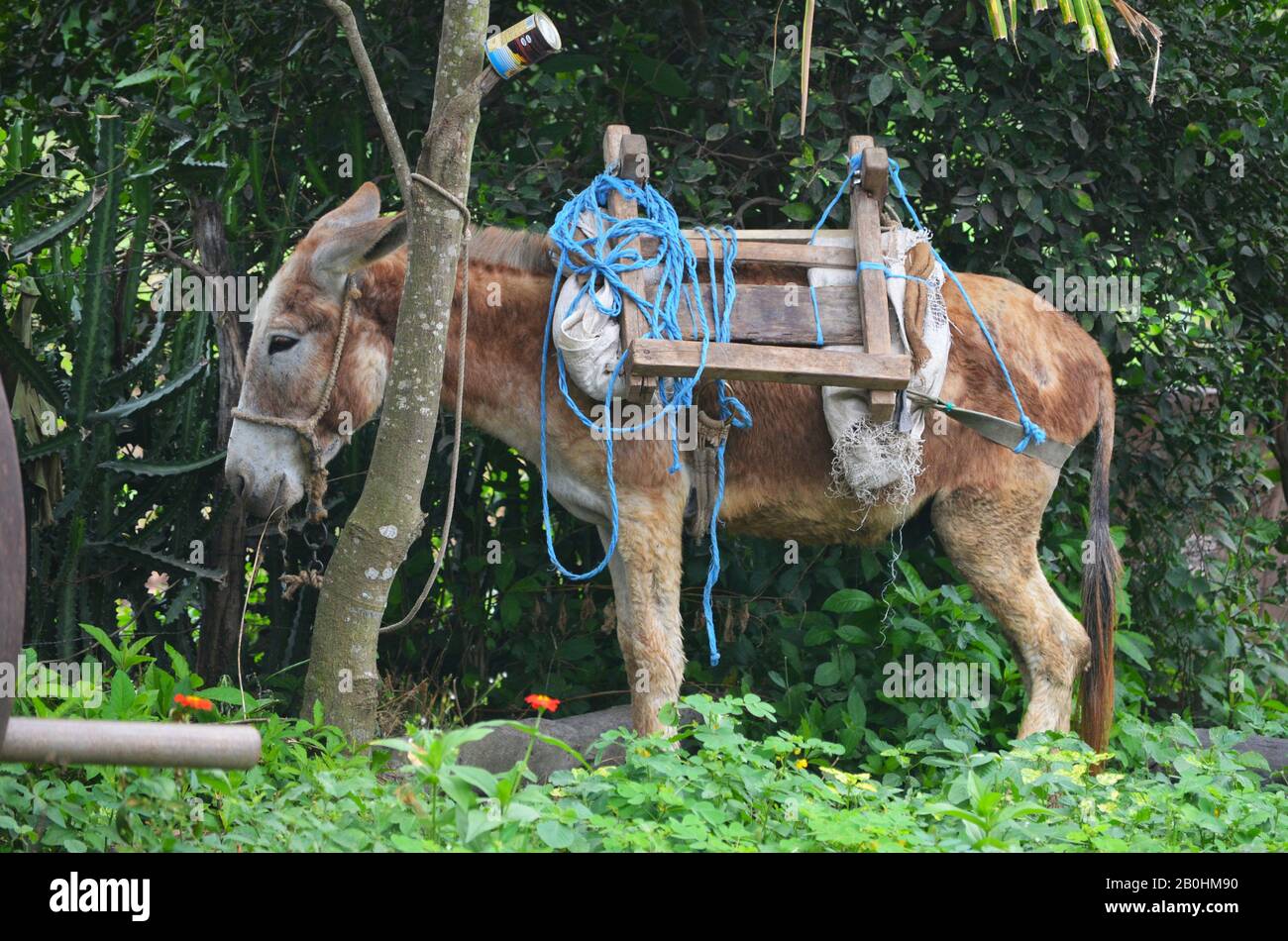 A draft donkey in Guisa municipality, Granma province, southern Cuba ...