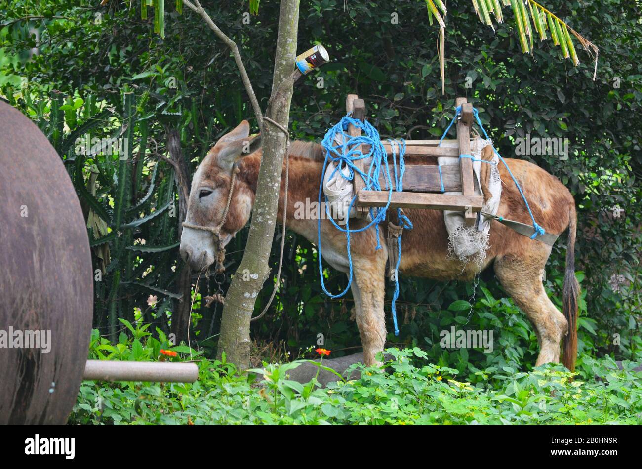 A draft donkey in Guisa municipality, Granma province, southern Cuba ...