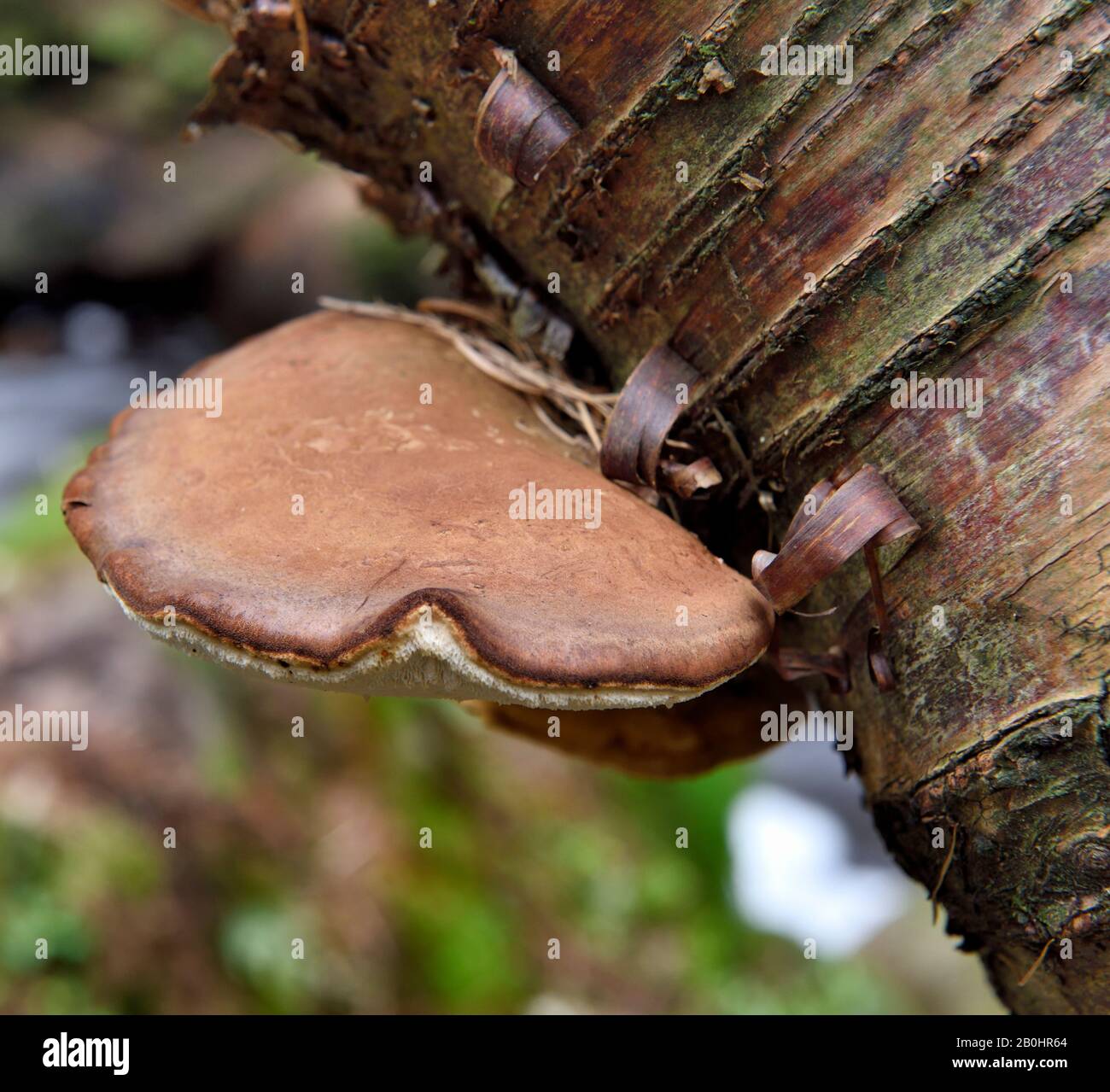 Woodland tree fungi uk hi-res stock photography and images - Alamy