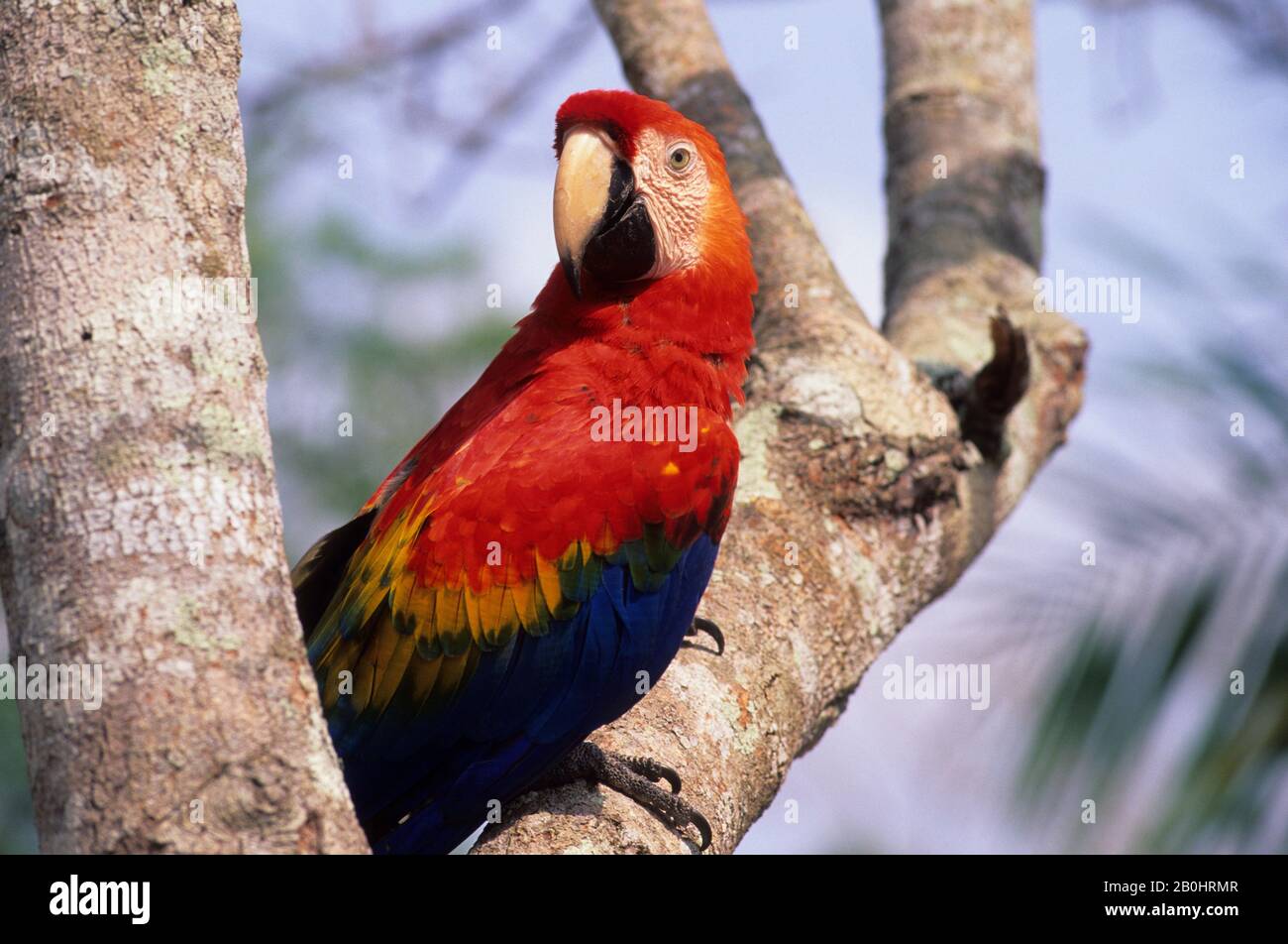 Amazon rainforest brazil bird hi-res stock photography and images - Alamy
