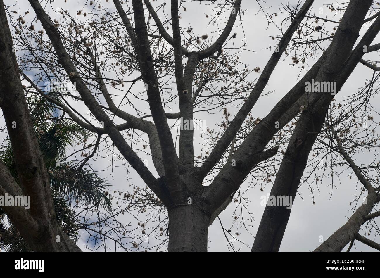 Ceiba tree in Guisa municipality, Granma province, southern Cuba Stock ...