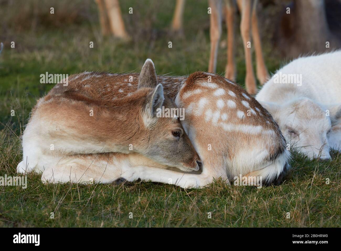 Female fallow deer at rest Stock Photo - Alamy