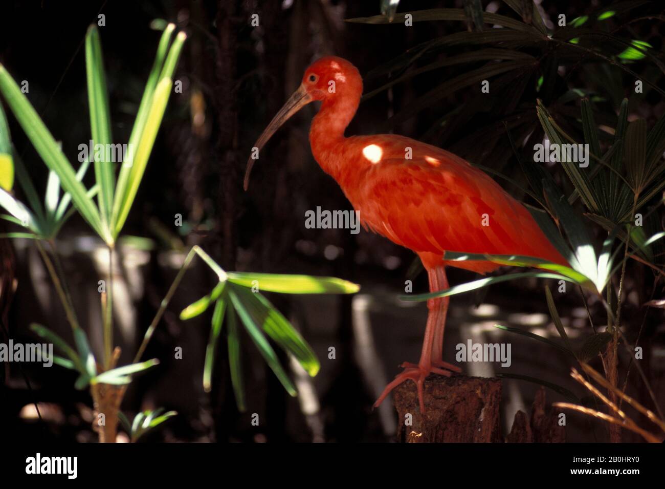 BRAZIL, AMAZON RIVER, BELEM, EMILIO GOELDI MUSEUM, SCARLET IBIS Stock ...