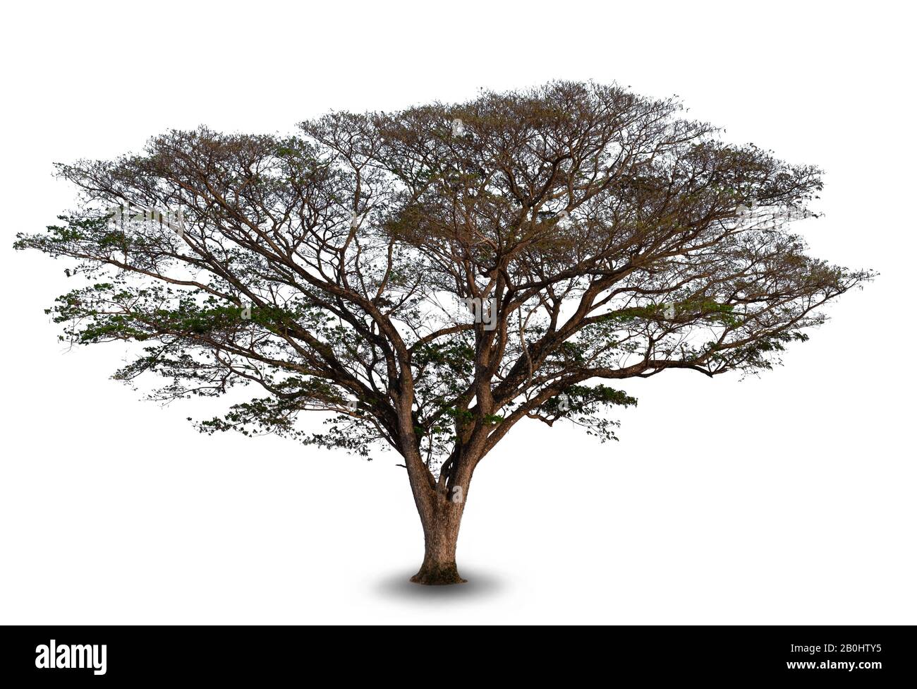 Monkey Pod Tree High Resolution Stock Photography and Images - Alamy