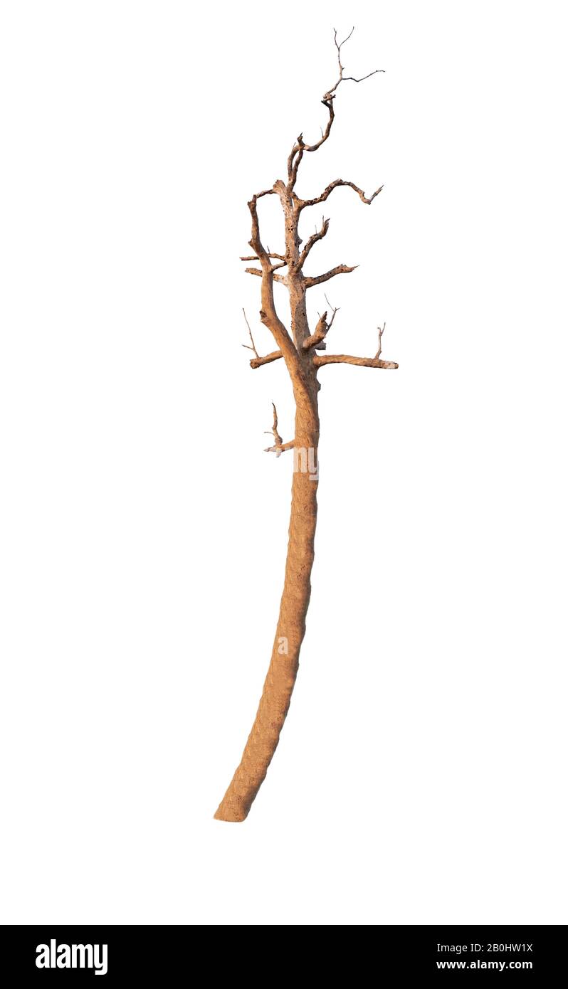 Dying tree on white background Stock Photo - Alamy