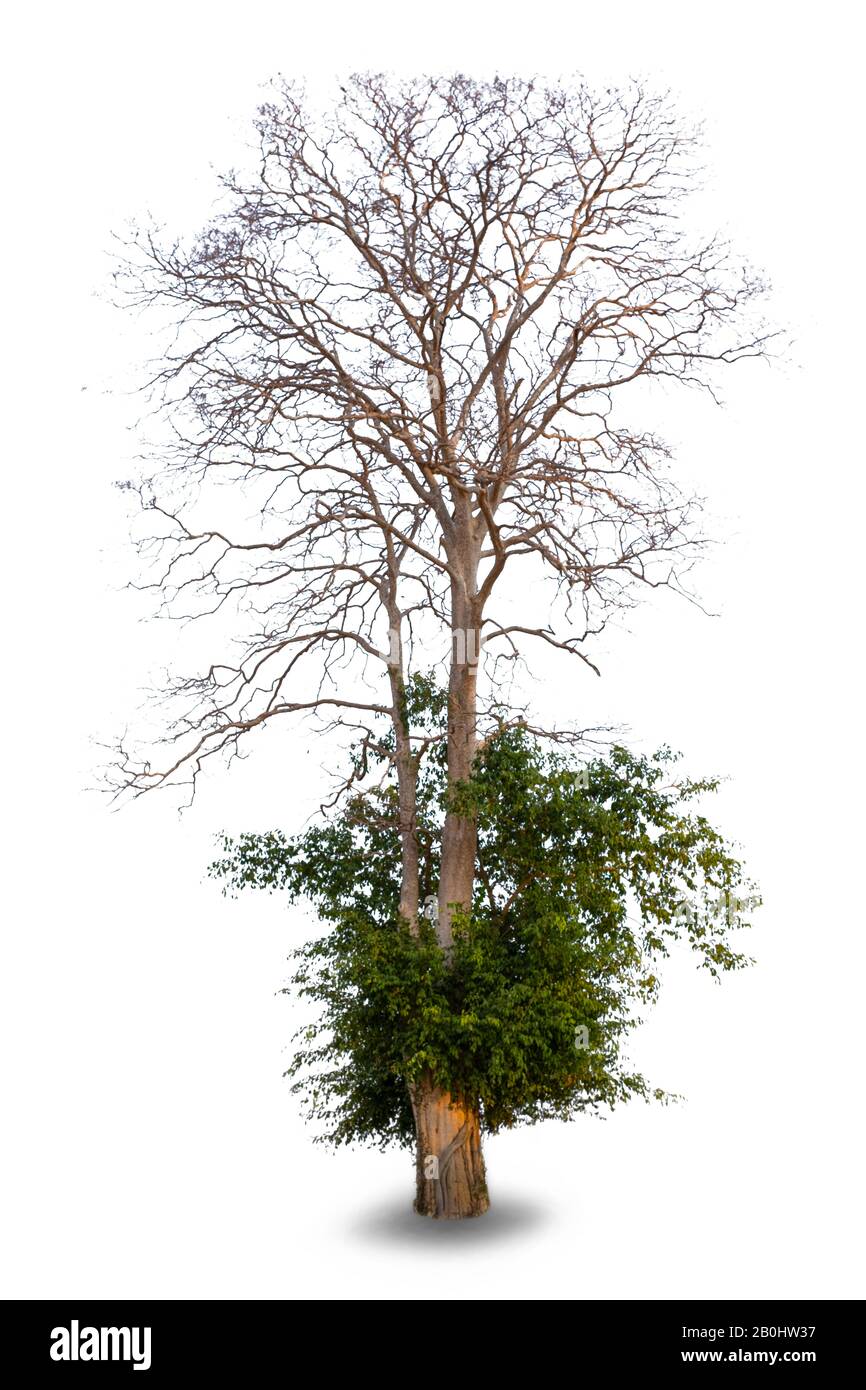 Tree Is Dying on white background, beautiful trees from Thailand, For ...