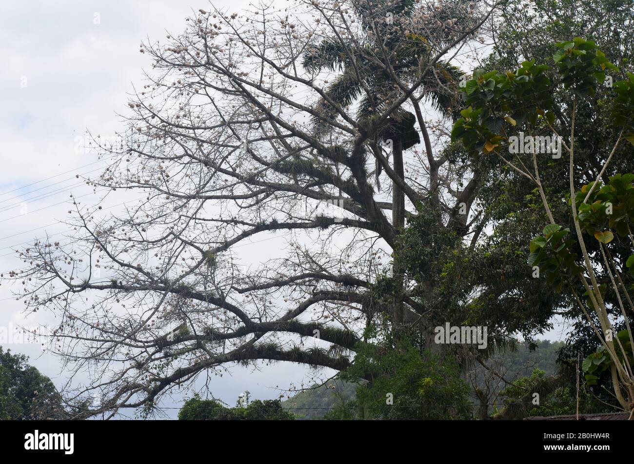 Ceiba Pentandra Canopy High Resolution Stock Photography and Images - Alamy