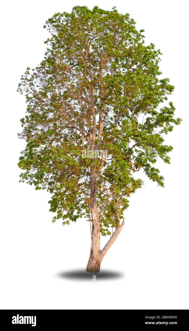 Forest landscape dead tree Cut Out Stock Images & Pictures - Alamy