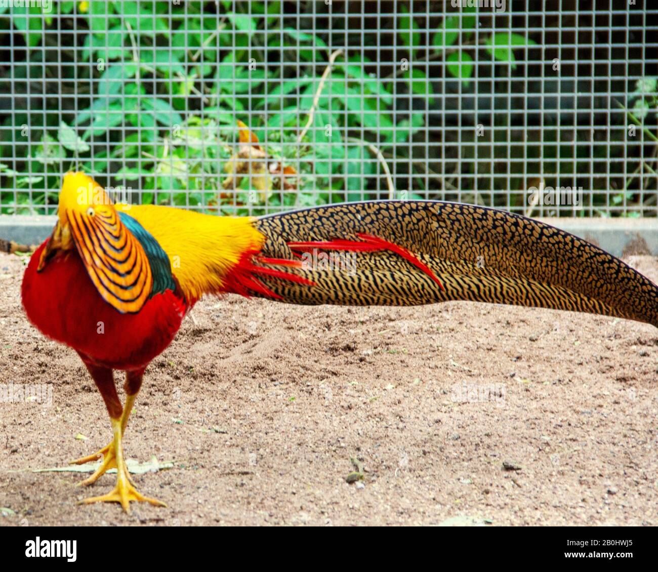 View of a beautifully colored golden pheasant, latin Chrysolophus ...