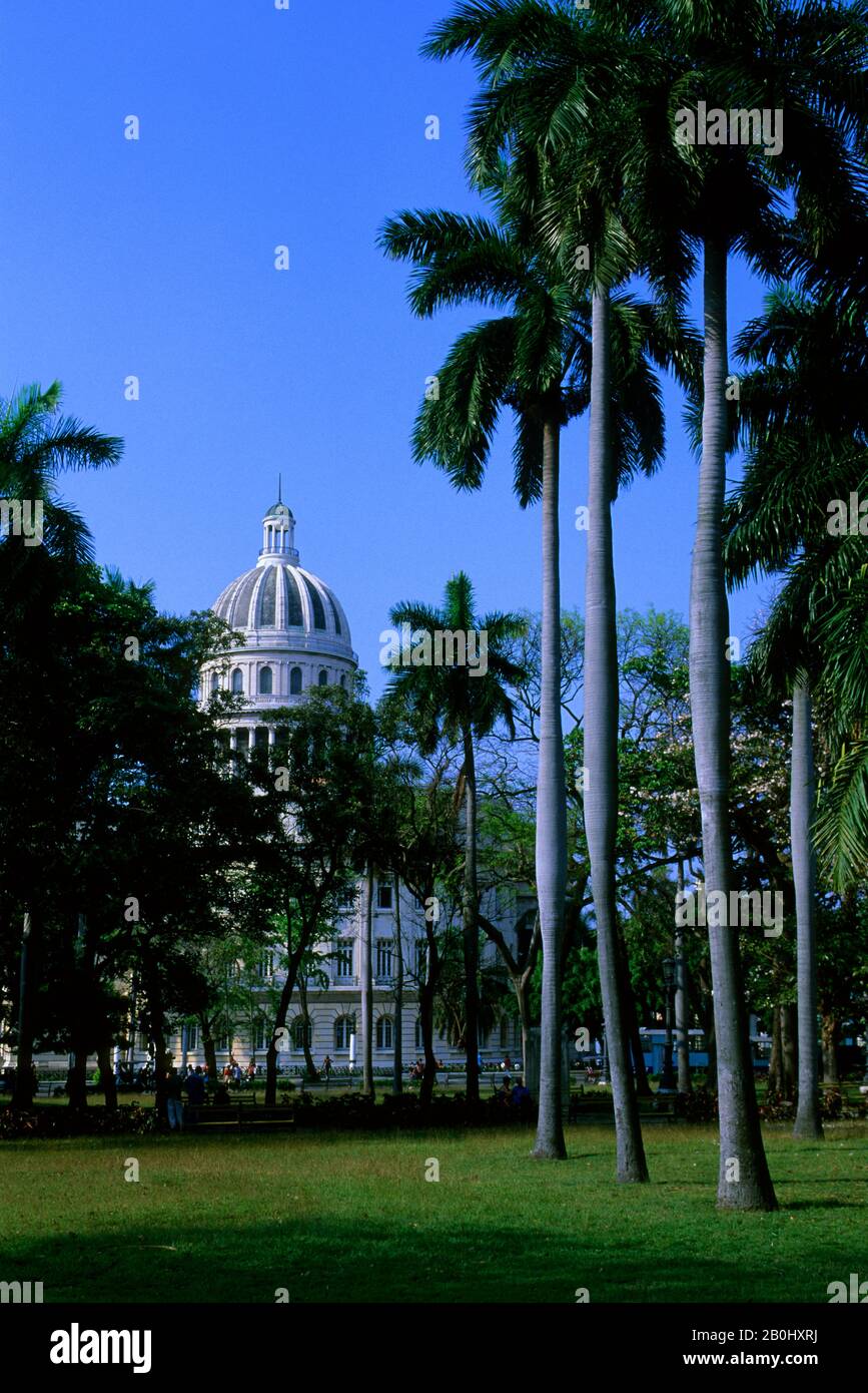 CUBA, HAVANA, PARK WITH CAPITOL BUILDING, ROYAL PALM TREES Stock Photo ...