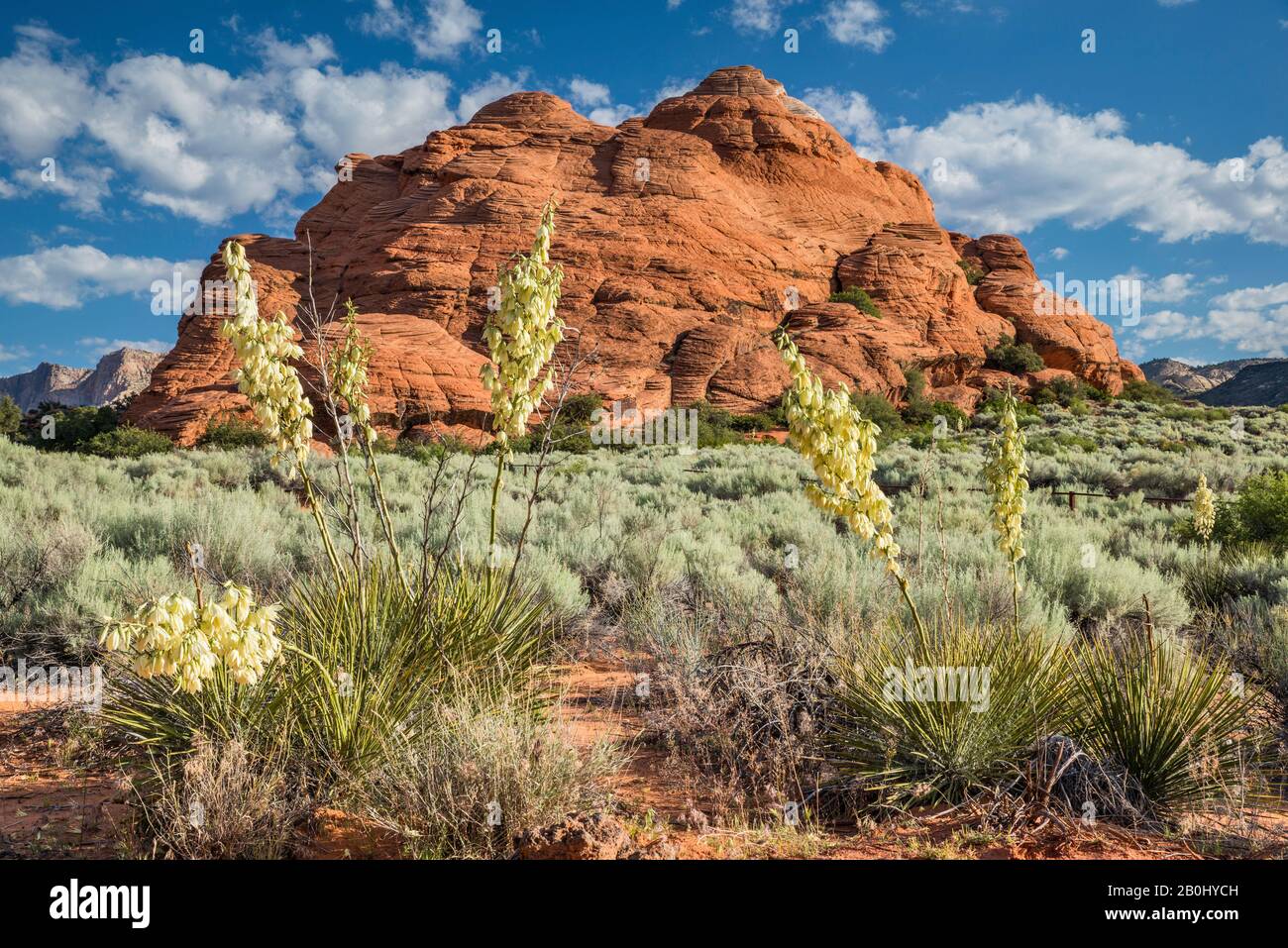 Utah yucca, sand sage at Whiptail Trail at Snow Canyon State Park, Utah ...