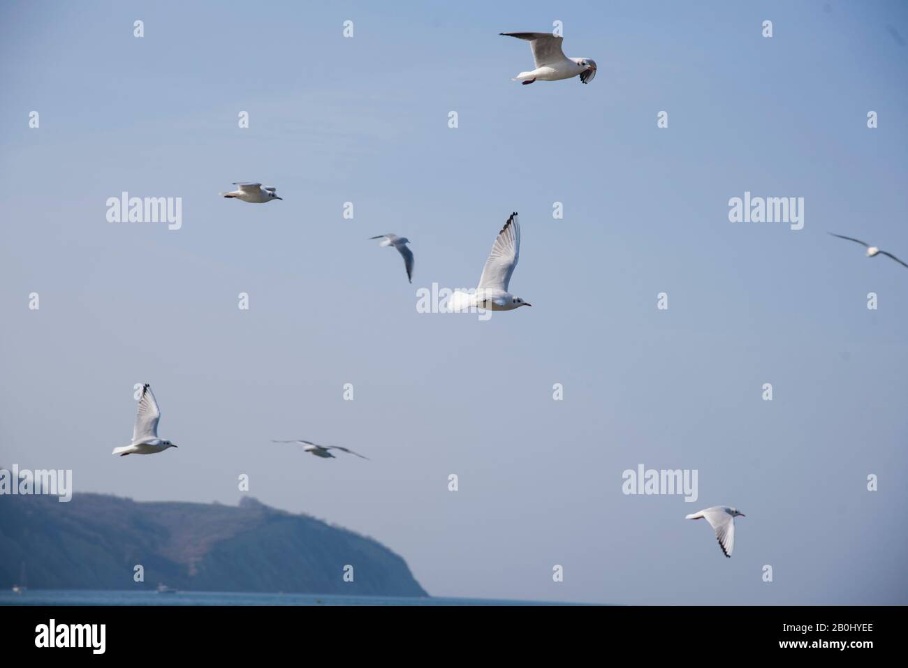 Beautiful Spring Landscape Of A Flock Of Seagulls Stock Photo - Alamy