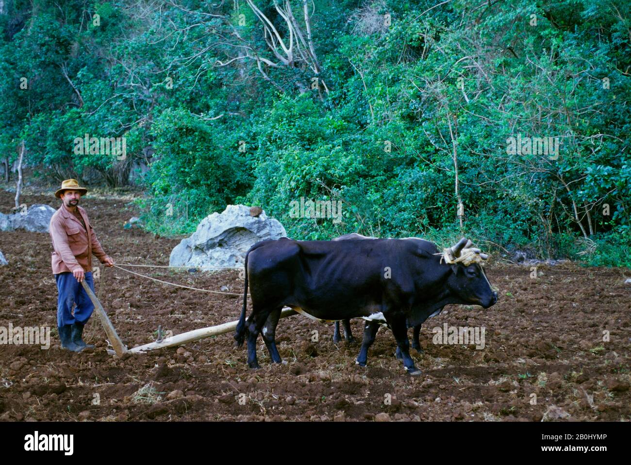 Farmer plowing field oxen plow hi-res stock photography and images - Alamy