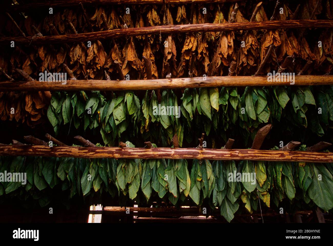Tobacco Drying In Barn High Resolution Stock Photography and Images - Alamy