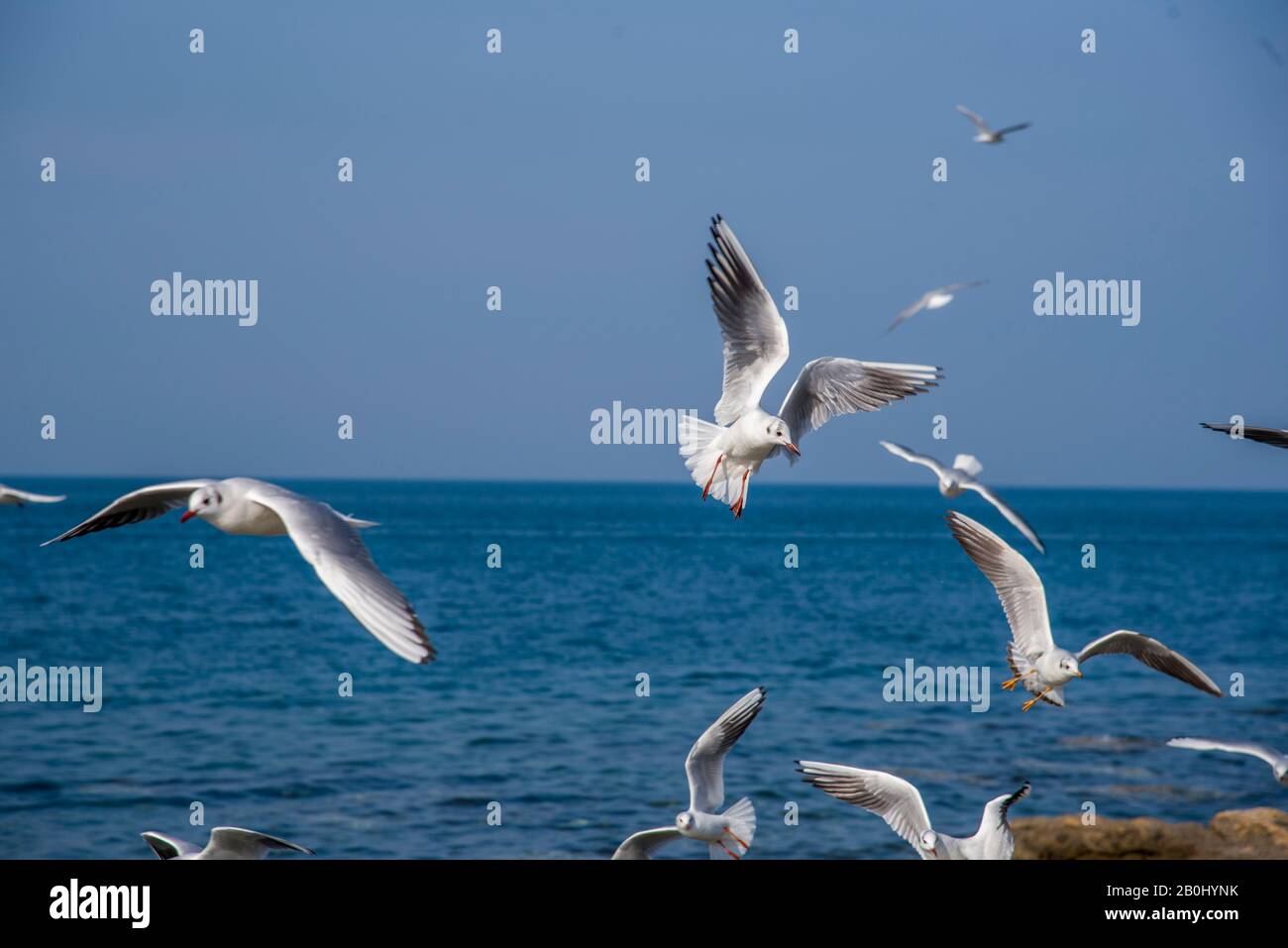 Beautiful Spring Landscape Of A Flock Of Seagulls Stock Photo - Alamy