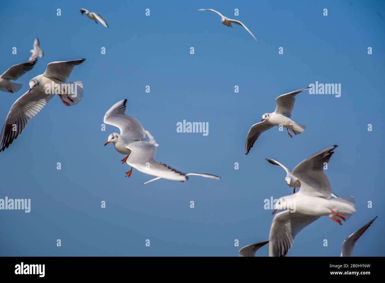 Beautiful Spring Landscape Of A Flock Of Seagulls Stock Photo - Alamy