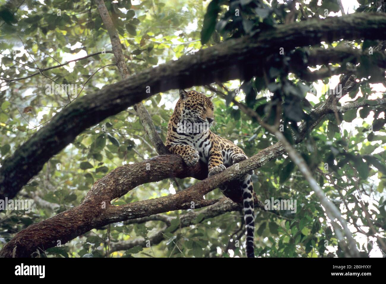 Jaguar in tree hi-res stock photography and images - Alamy