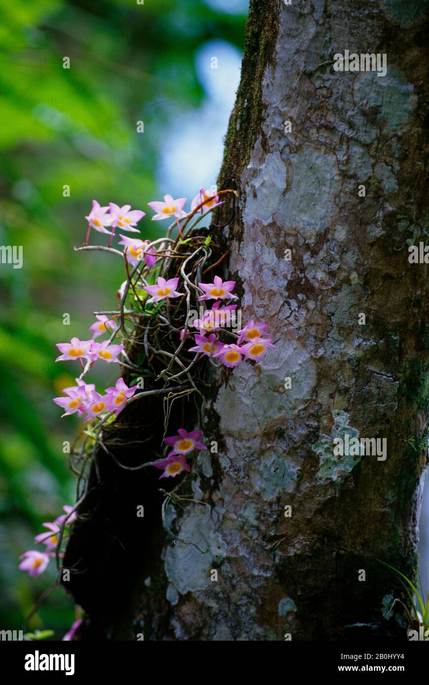Orchid on tree hi-res stock photography and images - Alamy