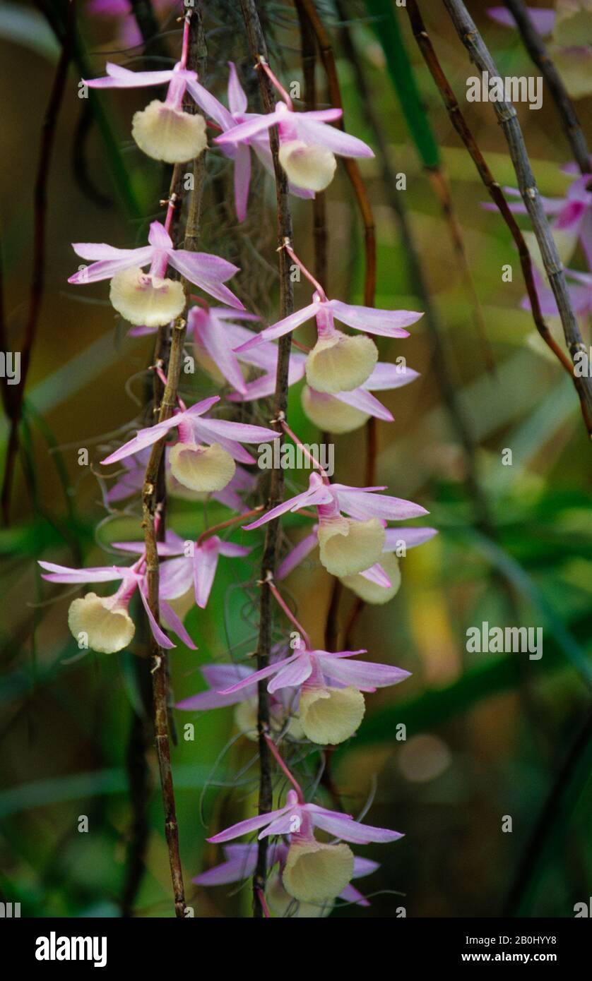 Soroa orchid botanical garden hi-res stock photography and images - Alamy