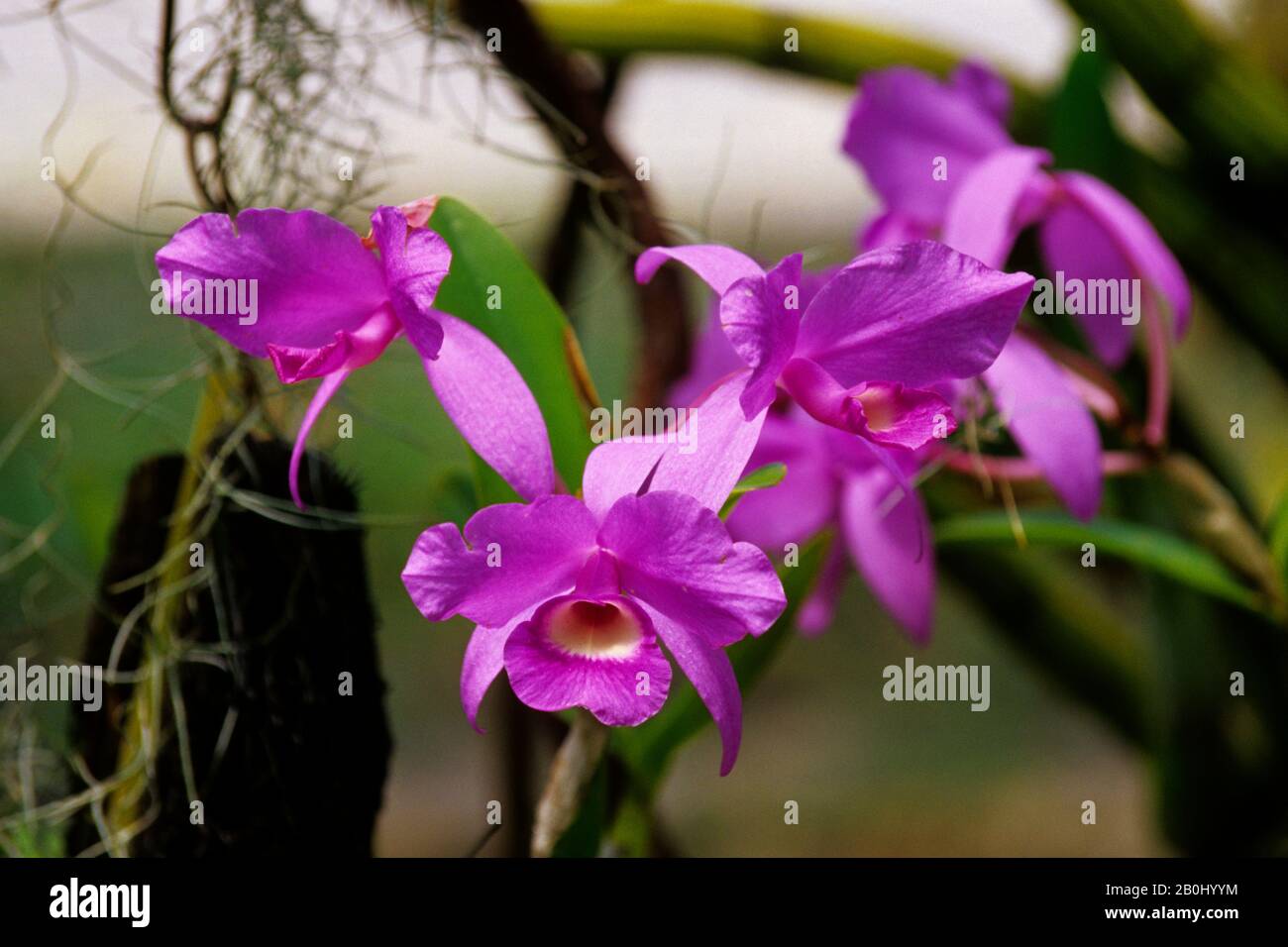 Soroa orchid botanical garden hi-res stock photography and images - Alamy