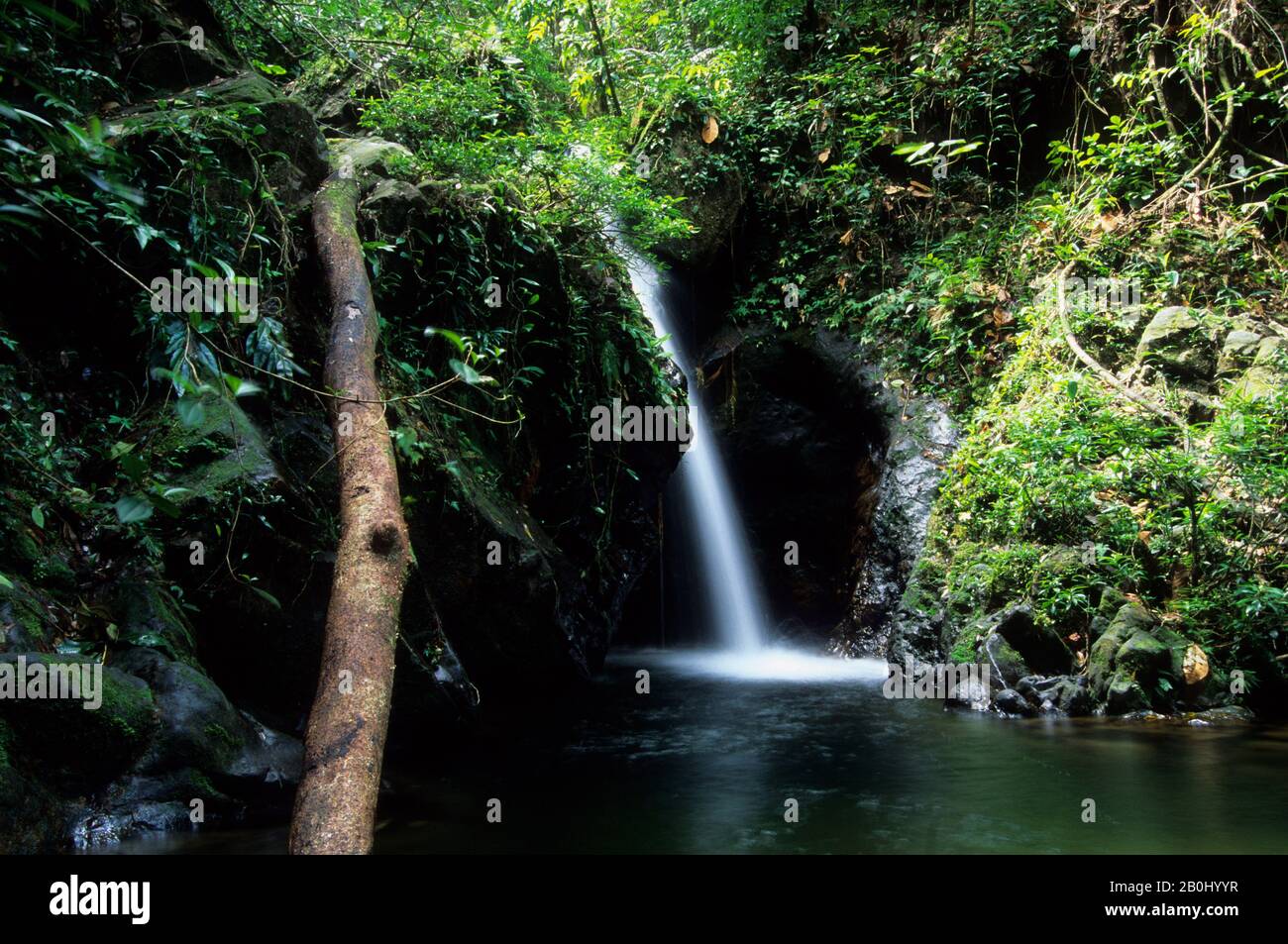 BELIZE, NEAR DANGRIGA, COCKSCOMB BASIN WILDLIFE SANCTUARY, RAINFOREST ...