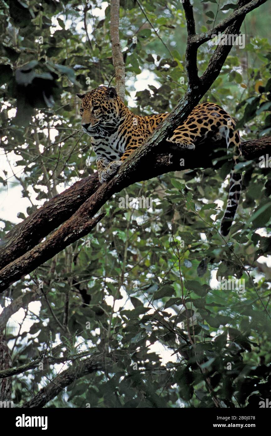Jaguar in tree hi-res stock photography and images - Alamy