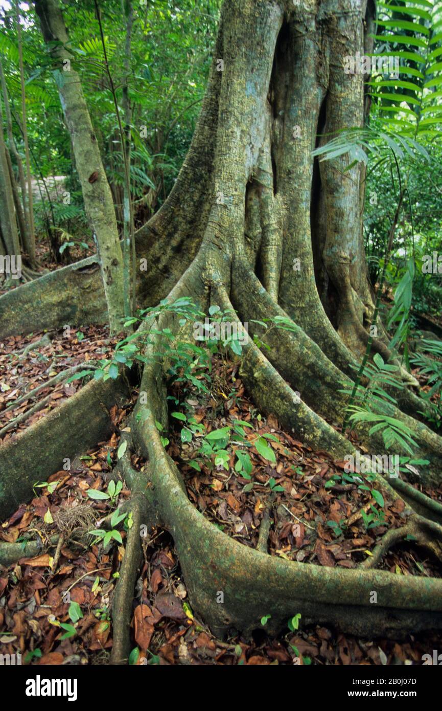 Tree roots hi-res stock photography and images - Alamy